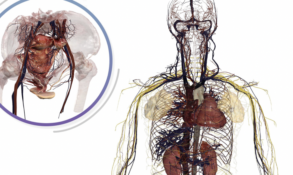 US medical imaging company launches ‘world’s most accurate’ 3D female ...
